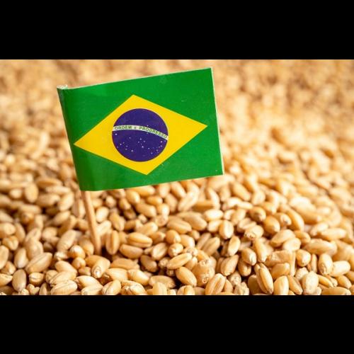 Molienda de trigo en Brasil | Bolsa de Comercio de Rosario