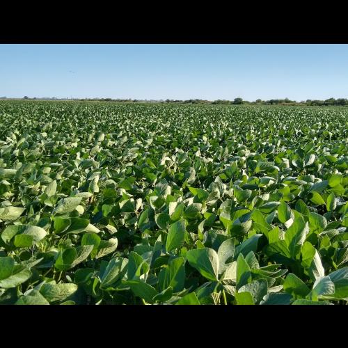 Casi medio millón de ha de soja de 1ra. en condiciones regulares ...